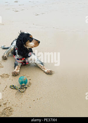 A beautiful multi coloured cocker spaniel puppy plays on a golden sandy ...
