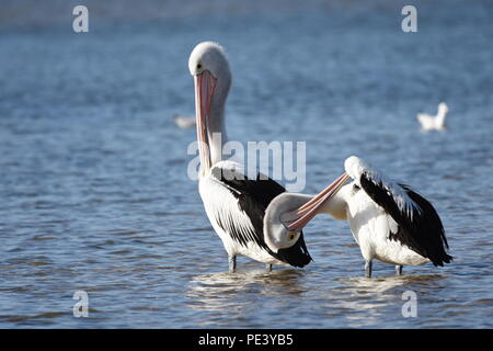 Wildlife Natural clicks no edit Stock Photo - Alamy