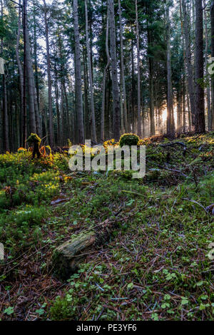 The sun shines through pine trees and fog at sunrise, at Spruce Knob ...