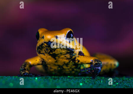 golden drag frog Stock Photo - Alamy