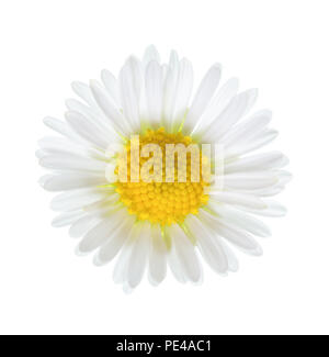 A closeup shot of a small common daisy in a hand Stock Photo - Alamy