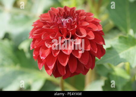 Dahlia 'Carstone Ruby' Stock Photo - Alamy