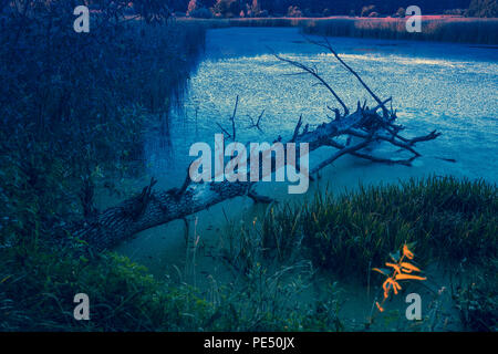 Snag, an old tree lies in a swamp in a meadow among yellow-green grass ...