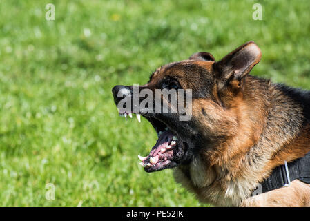Angry, Barking German Shepherd Stock Photo - Alamy