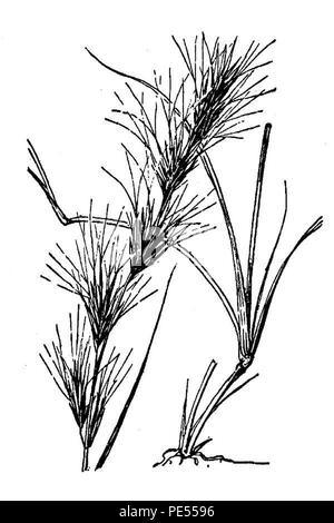 Aristida adscensionis L Aristida adscensionis L Stock Photo - Alamy