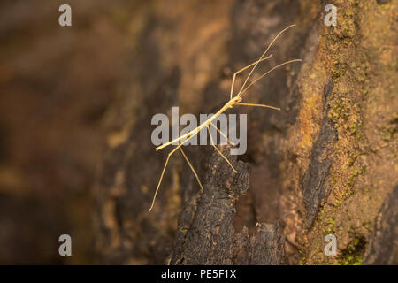 The Phasmatodea (also known as Phasmida or Phasmatoptera) are an order ...