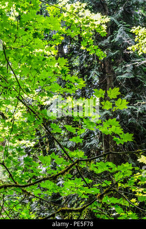 Backlit green maple leaves in forest Stock Photo - Alamy