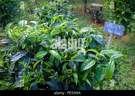 Tea tree plant Stock Photo - Alamy