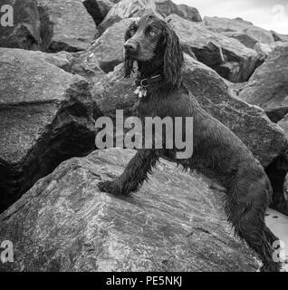 springer spaniel puppy on beach Stock Photo - Alamy