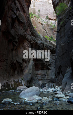 Zion Narrows water hike along Virgin River Stock Photo - Alamy