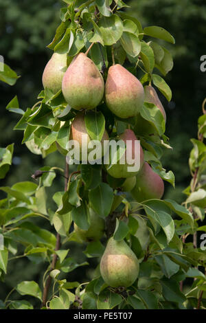 Several sweet red pears in a ceramic plate, close-up, on a white ...