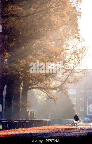 Elm trees in Brighton and Hove Stock Photo - Alamy
