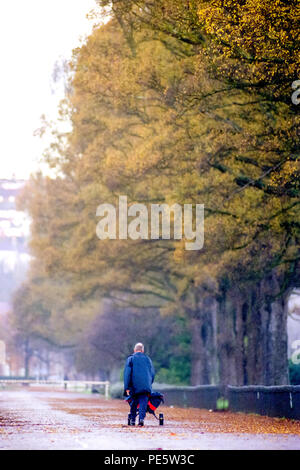 Elm trees in Brighton and Hove Stock Photo - Alamy