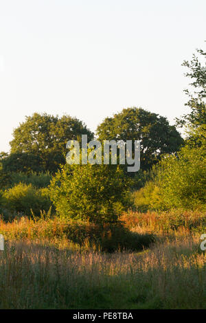 Willow scrub (Salix spp ) with oak woodland behind.Conservation site of ...