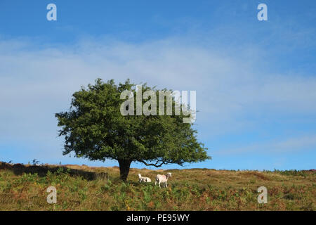 Long Mynd Shropshire Hills England Uk Stock Photo - Alamy