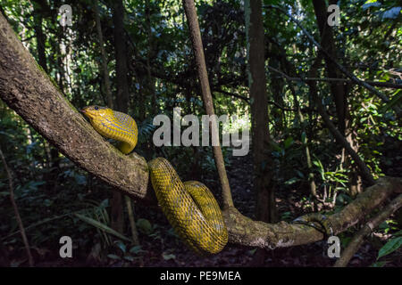 Bird snake or puffing snake (Pseustes poecilonotus), seen in Stock ...