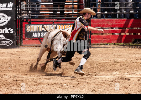 A rodeo clown distracts a bull away from a rider during the 2018 Ram ...