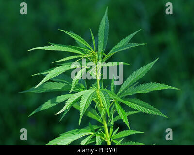 Cannabis plant in golden summer light, marijuana background. Flower bud ...