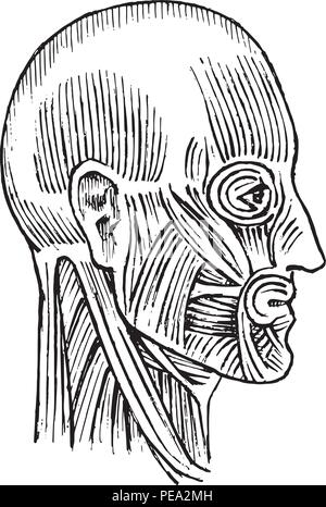 Head muscular system anatomy hand drawn vector illustration. Human face ...