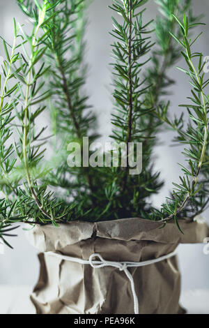Rosemary Wrapped with paper bag In the white room Stock Photo - Alamy