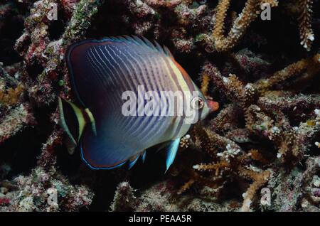 Triangle butterflyfish, Chaetodon triangulum Stock Photo - Alamy