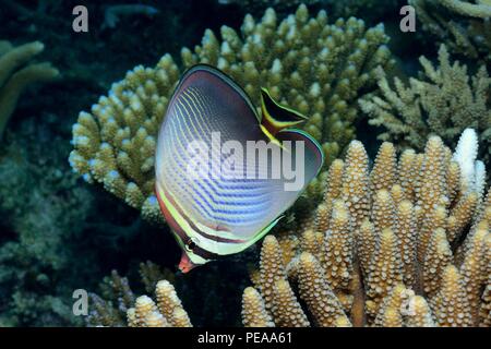 Chaetodon triangulum, triangle butterflyfish, Triangel-Falterfisch ...