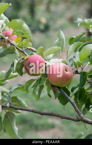 Apple 'Harling Hero', malus domestica, apples variety varieties growing ...