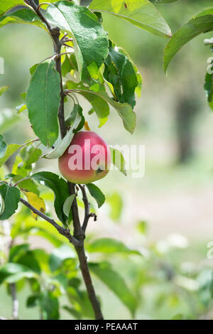 Apple 'Harling Hero', malus domestica, apples variety varieties growing ...