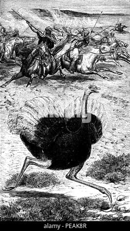 Arabian Ostrich hunt Stock Photo - Alamy