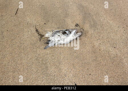 A dead blue fish on the sand Stock Photo - Alamy