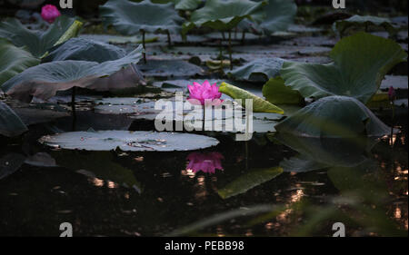 Lotus flowers bloom at the Slender West Lake scenic area in Yangzhou ...
