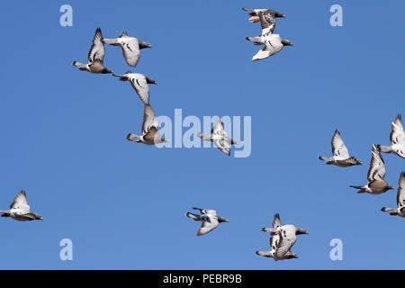 Carrier pigeons in flight during daily training Stock Photo - Alamy