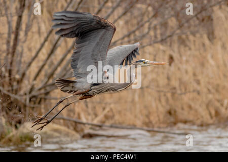 Gorgeous Great Blue Heron Legs - Ardea Herodias Stock Photo - Alamy