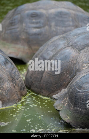 Close-up portrait of Lonesome George, the last of his species of Giant ...
