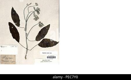 Argyreia acuta Lour. herbier de João de Loureiro Muséum national d ...