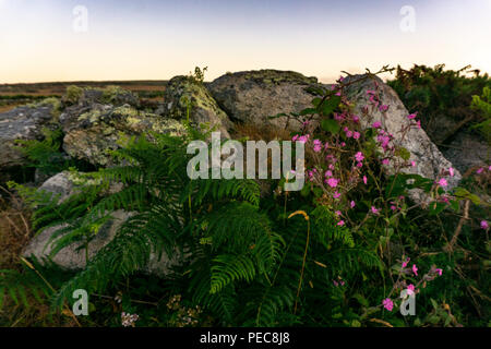 A Cornish hedge is a style of hedge built of stone and earth found in ...