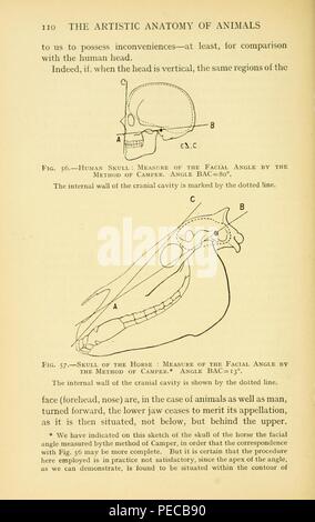 Artistic anatomy of animals (Page 110) BHL22847505 Stock Photo - Alamy