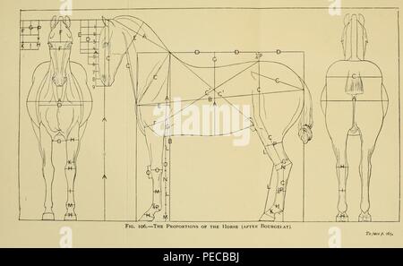 Artistic anatomy of animals Stock Photo - Alamy
