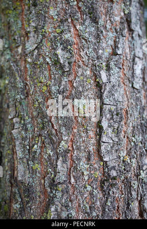 Golden Rain Tree, Koelreuteria, Tree, Bark, Texture, Koelreuteria ...