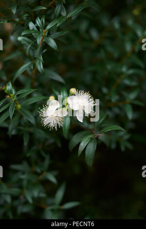 Fresh myrtle foliage, close-up Stock Photo - Alamy