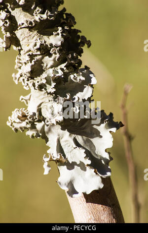 Field dog lichen,Tree lichen Stock Photo - Alamy