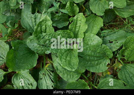 Leaves / foliage of Greater Plantain / Plantago major on a gravelly ...