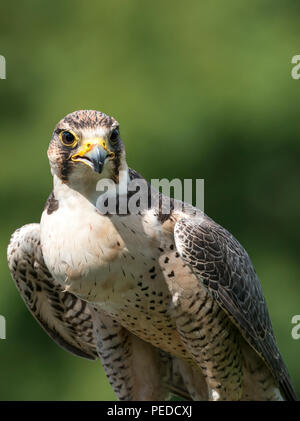 Hybrid Peregrine Falcon Stock Photo - Alamy