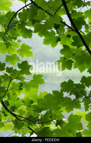 Green Lush Natural Background of Sycamore Leaves. Maple Leaves Frame ...