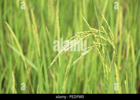 Ear of rice. Close-up to rice seeds in ear of paddy. Beautiful golden ...