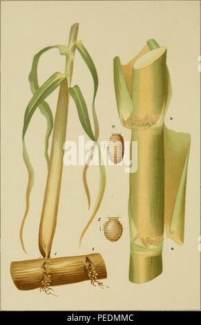 An image of a sugarcane Stock Photo - Alamy