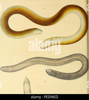 Color print depicting both dorsal and ventral views of a yellow and ...