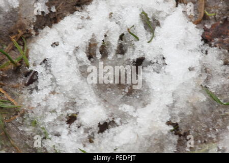 Badger footprint in the snow Stock Photo - Alamy
