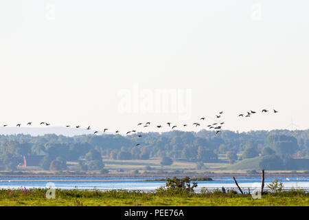 A flock of wild ducks on the lake. Many wild ducks swim in the lake. A ...