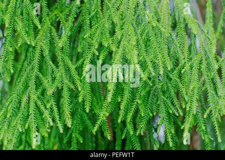 Ancient tree, Arataki Visitor Center, Waitakere Ranges Regional Park ...
